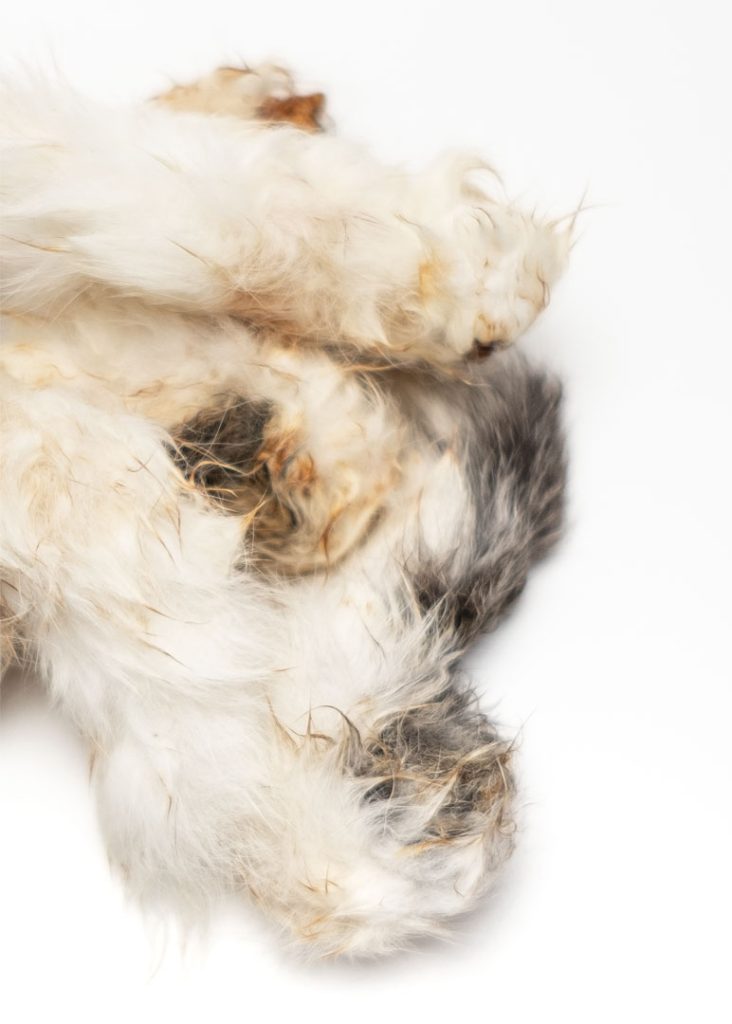 Rabbit Tails | The Supaw Food